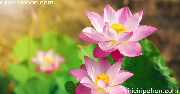 Ciri-ciri Bunga Lotus (Nelumbo nucifera) - Ciriciripohon.com