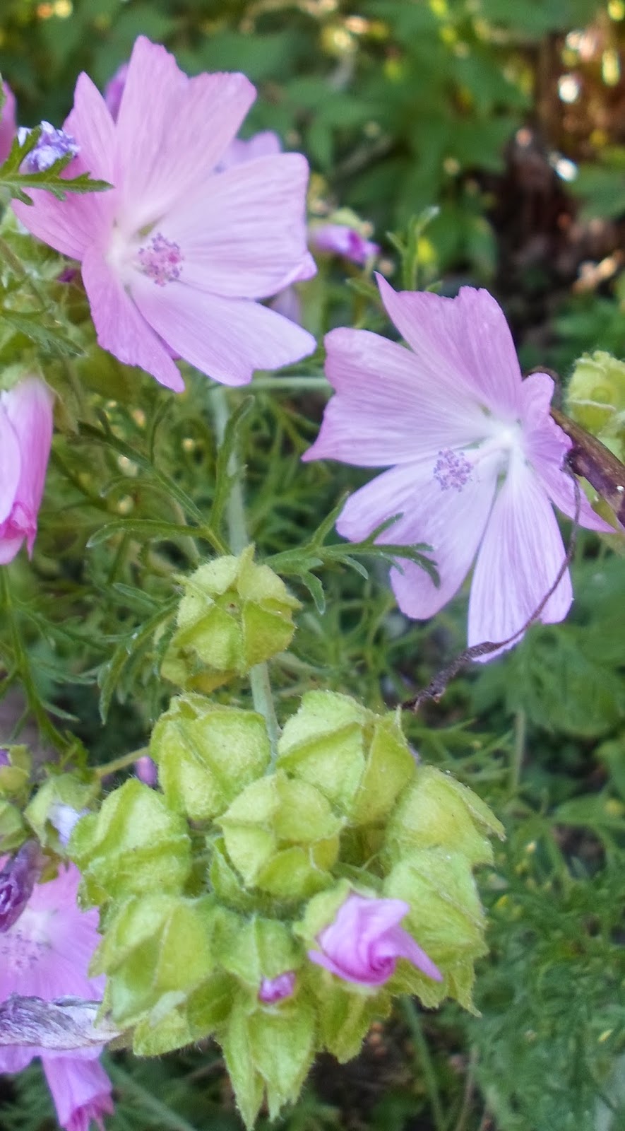 Klockarhagen: Rosenmalva