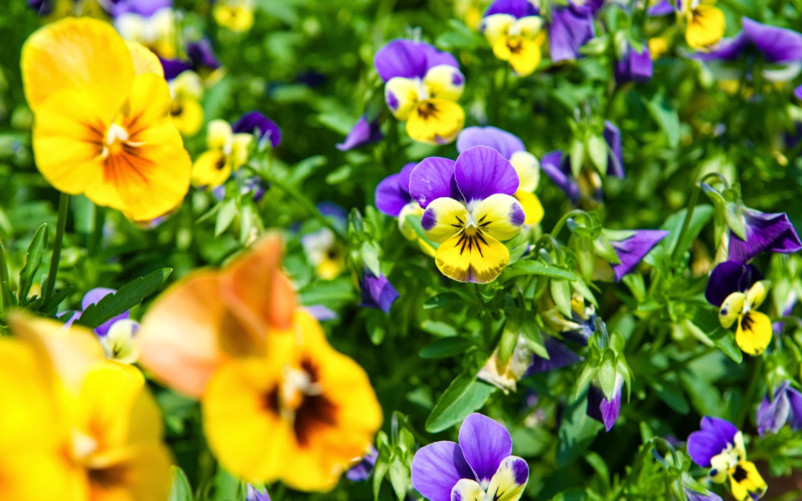 Floraria de pe net: Panseluta – Viola x Wittrockiana