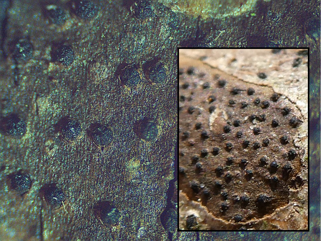 Tony Hardware's Fungi Finds: APRIL 2021 - Uncommon and rare species