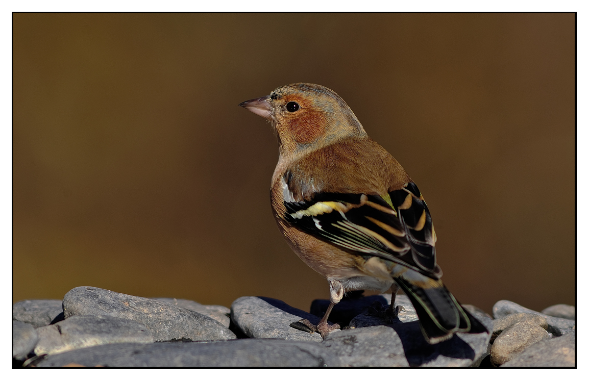 La naturaleza que nos rodea: Pinzón vulgar macho