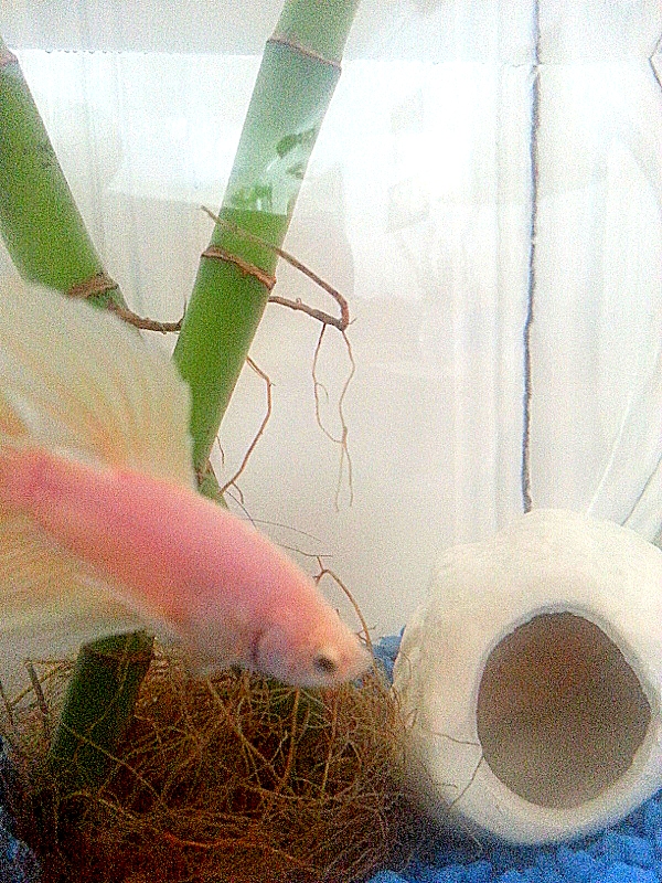 Betta Fish, Goldfish and Bamboo.. Oh My! - Crafts a la mode