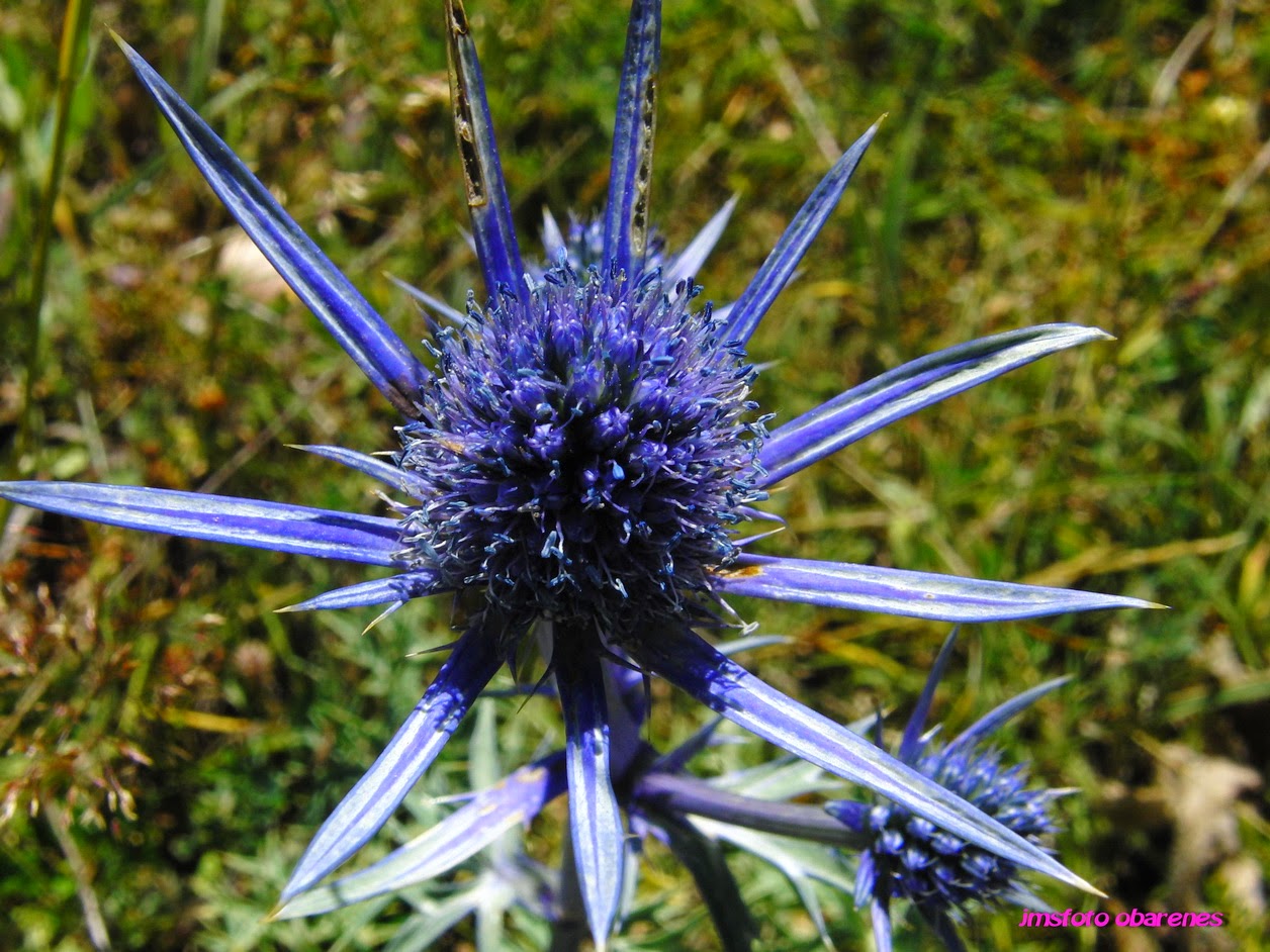 MONTES OBARENES ENTORNO Y VIDA: Cardo azul (Eryngium bourgatii)