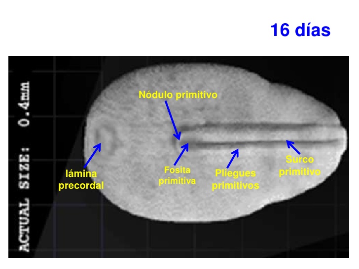 Glosario- aspectos generales del desarrollo del embrión : 3ra. semana ...