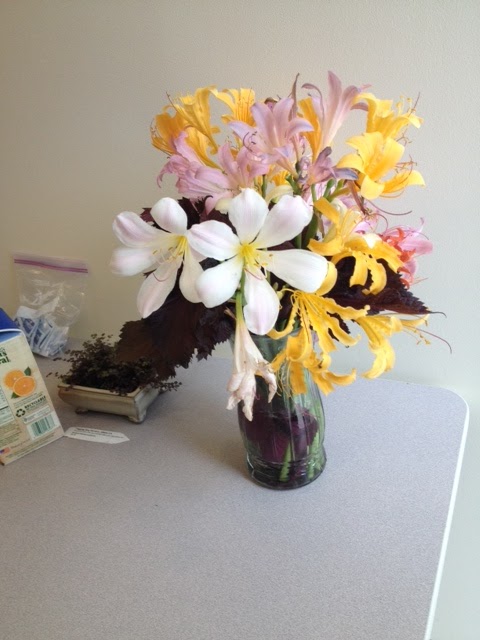 My Virtual Maryland Garden: Lycoris in the hands of our lycoris king