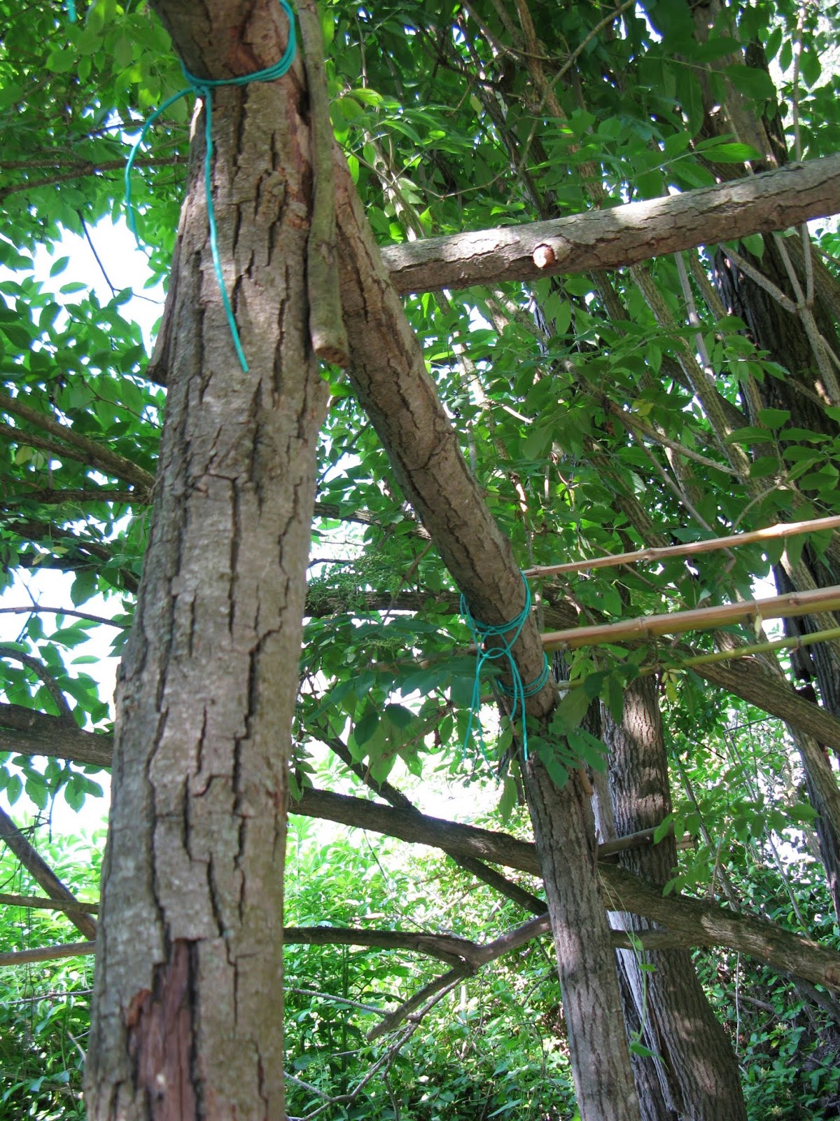 tra la PIAVE e la NEGRISIA: ASPETTI DI DEGRADO DELL'AMBIENTE