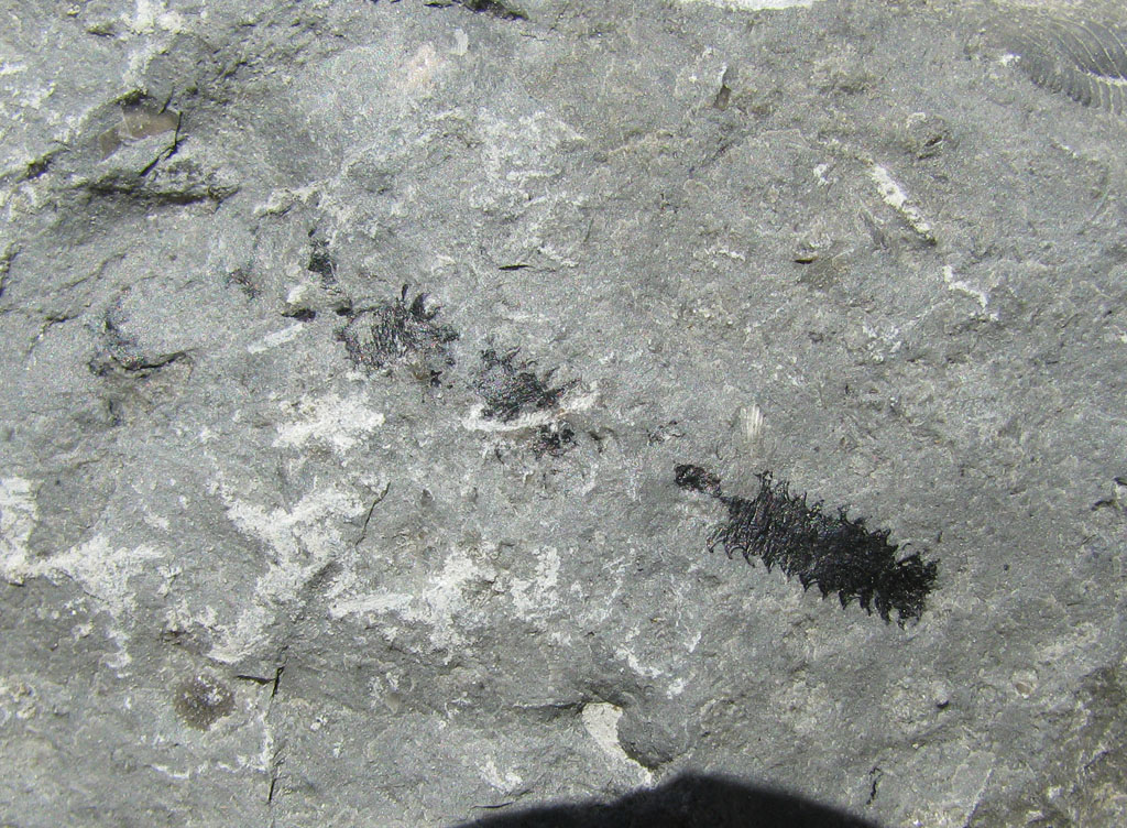 Views of the Mahantango: Diplograptus amplexicaulis graptolite from the ...