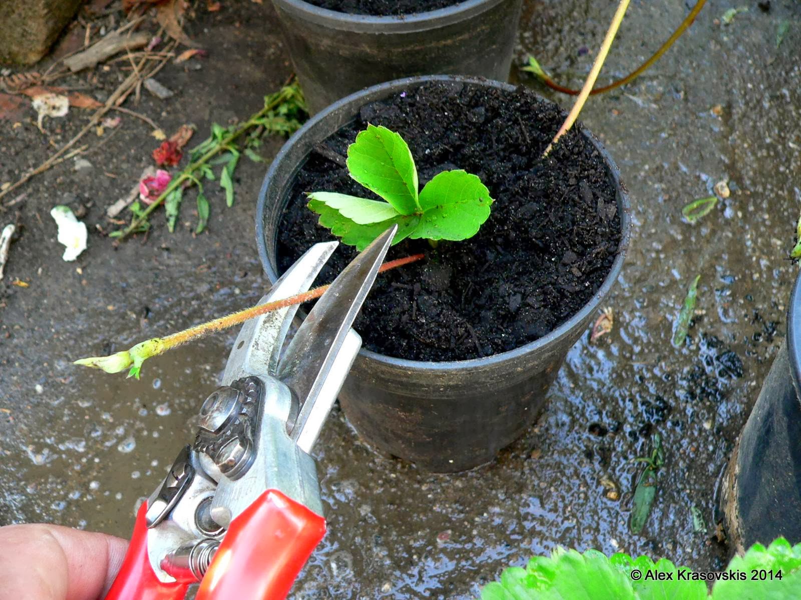 Aggregata Plants & Gardens: Propagating strawberry plants from runners ...