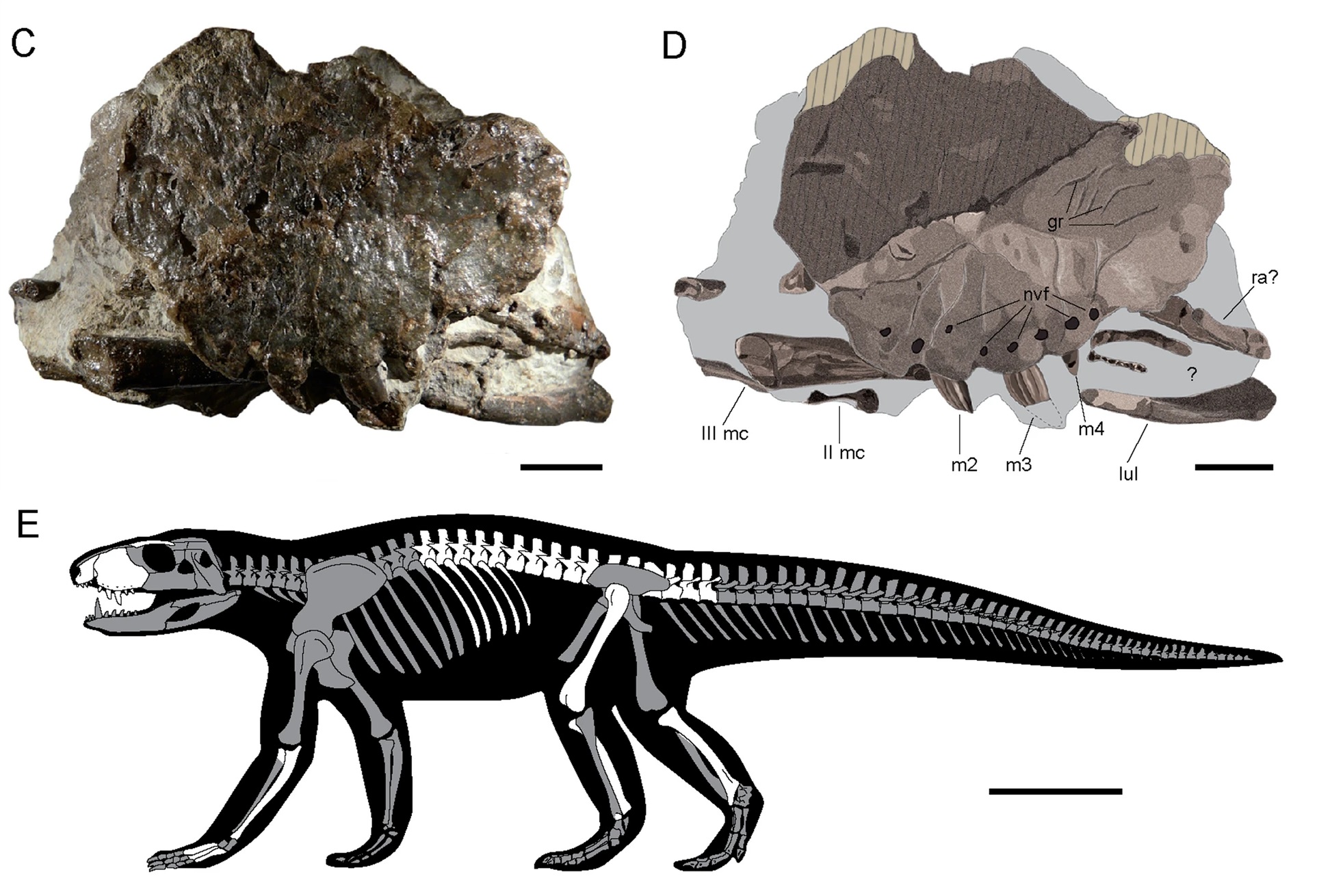 Species New to Science: [Paleontology • 2020] Ogresuchus furatus • A ...