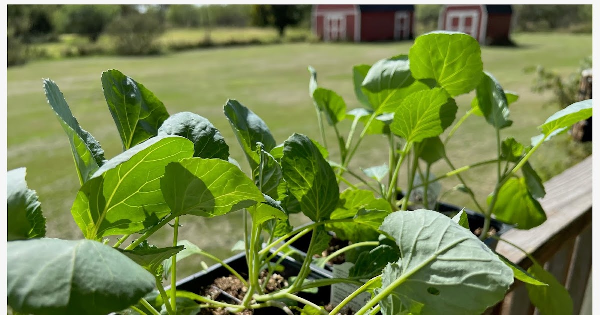 Two Men and a Little Farm: COLLARD GREENS PLANTED