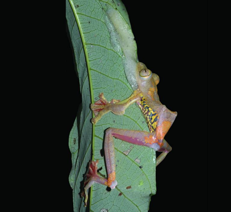 Species New to Science: [Herpetology • 2012] Novel behaviors of ...