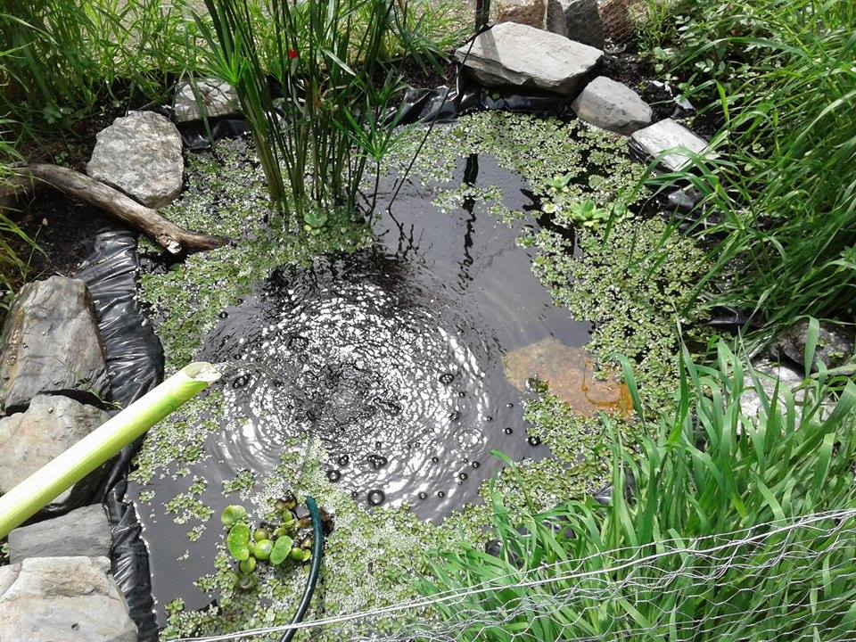 Tortugas Uruguay: Trachemys dorbigni ("Tortuga Morrocoyo, "Tigre d'agua")