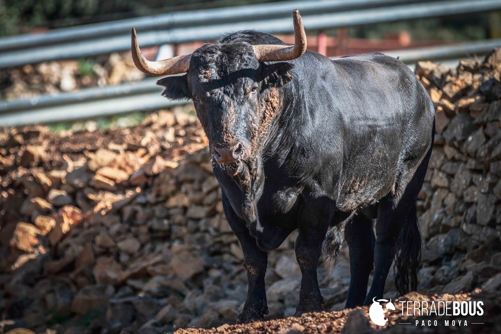 TOROS CERRILES PREPARADOS EN LA FINCA LA CARRASCA PARA LA PRÓXIMA TEMPORADA