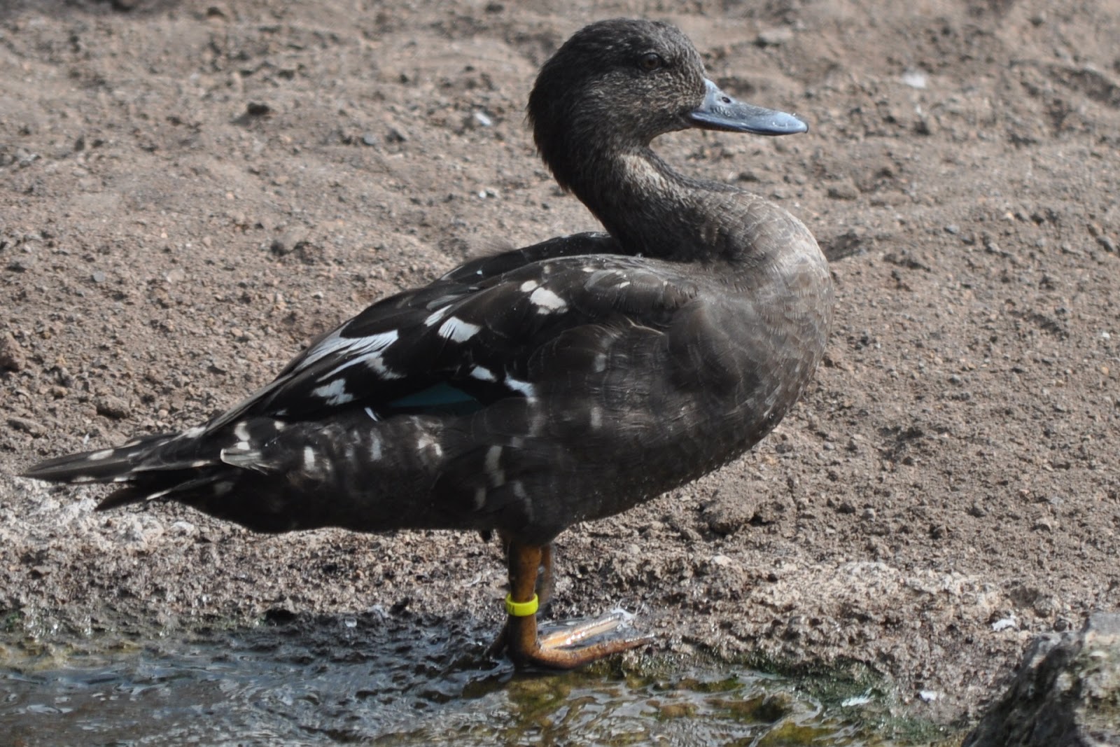 ZOOTOGRAFIANDO (6.100 ANIMALS): PATO NEGRO AFRICANO / AFRICAN BLACK ...