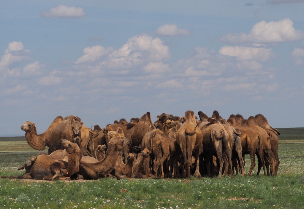 MONGOLIË: MET DE 4X4 DOOR DE GOBI WOESTIJN (1): VAN ULAANBAATAR NAAR ...