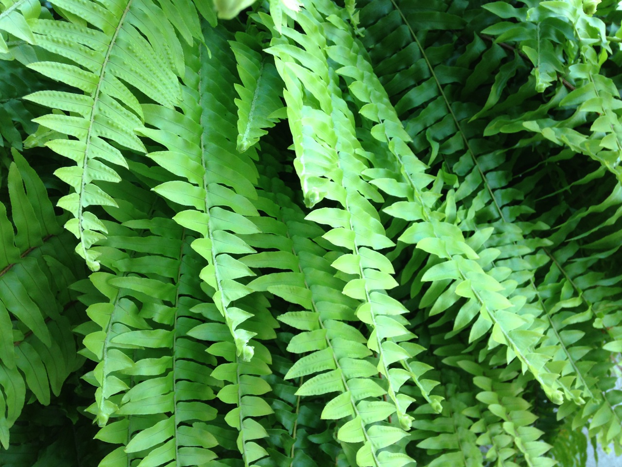 Farm Dover: Proud Owner of a Monster Fern