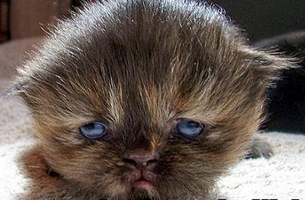 Your Source of Randomness: WTF Kitty Pictures