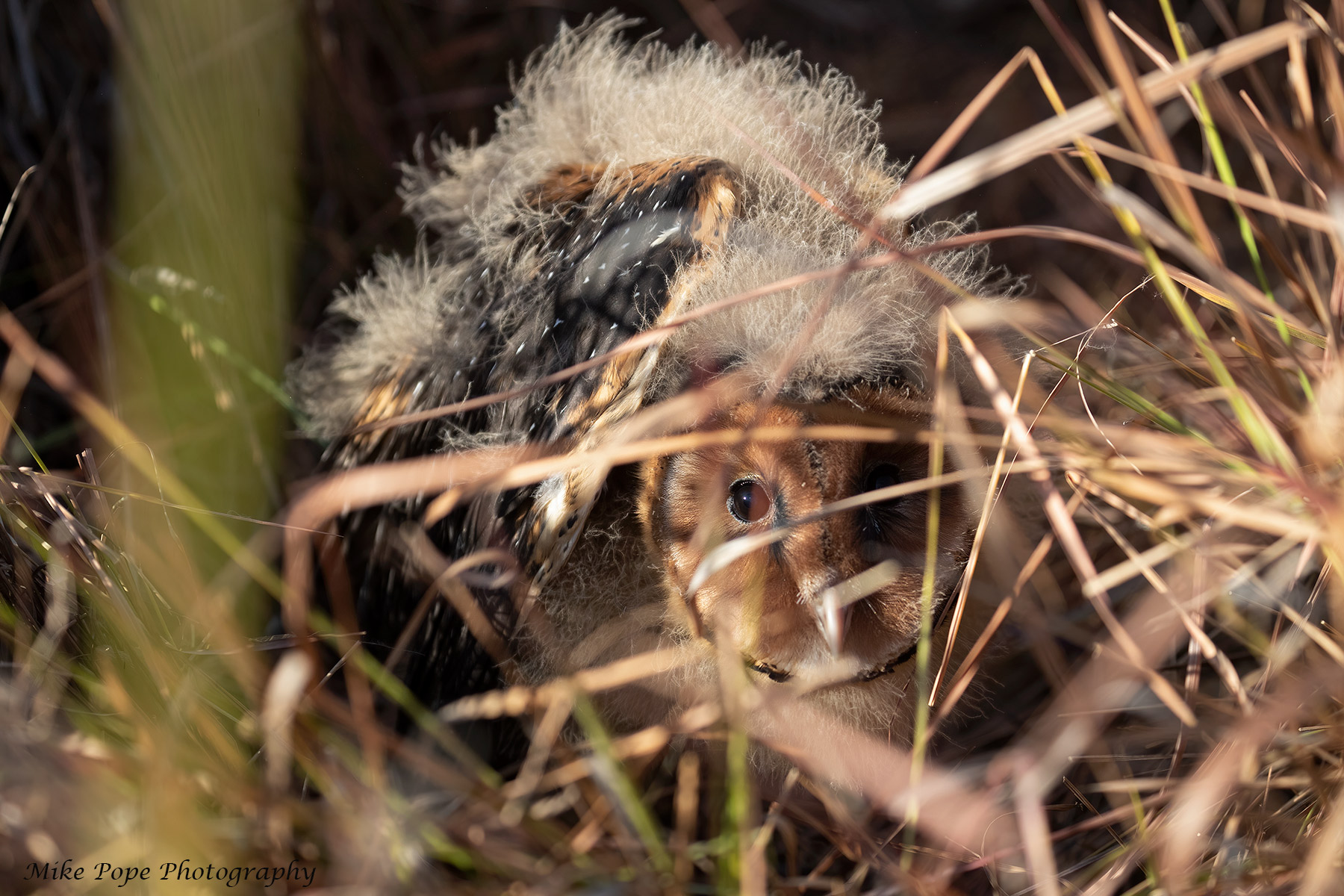 Birding | Photography | Adventure: GECKO; African Grass Owl's
