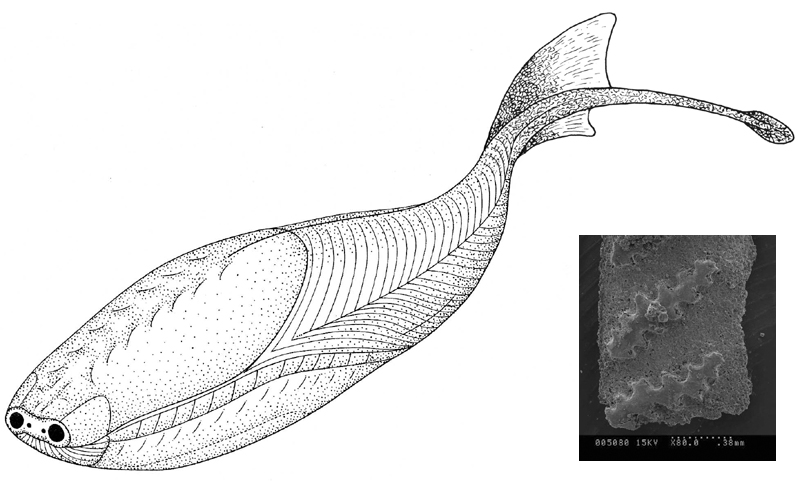 Escenarios prehistóricos: Sacabambaspis