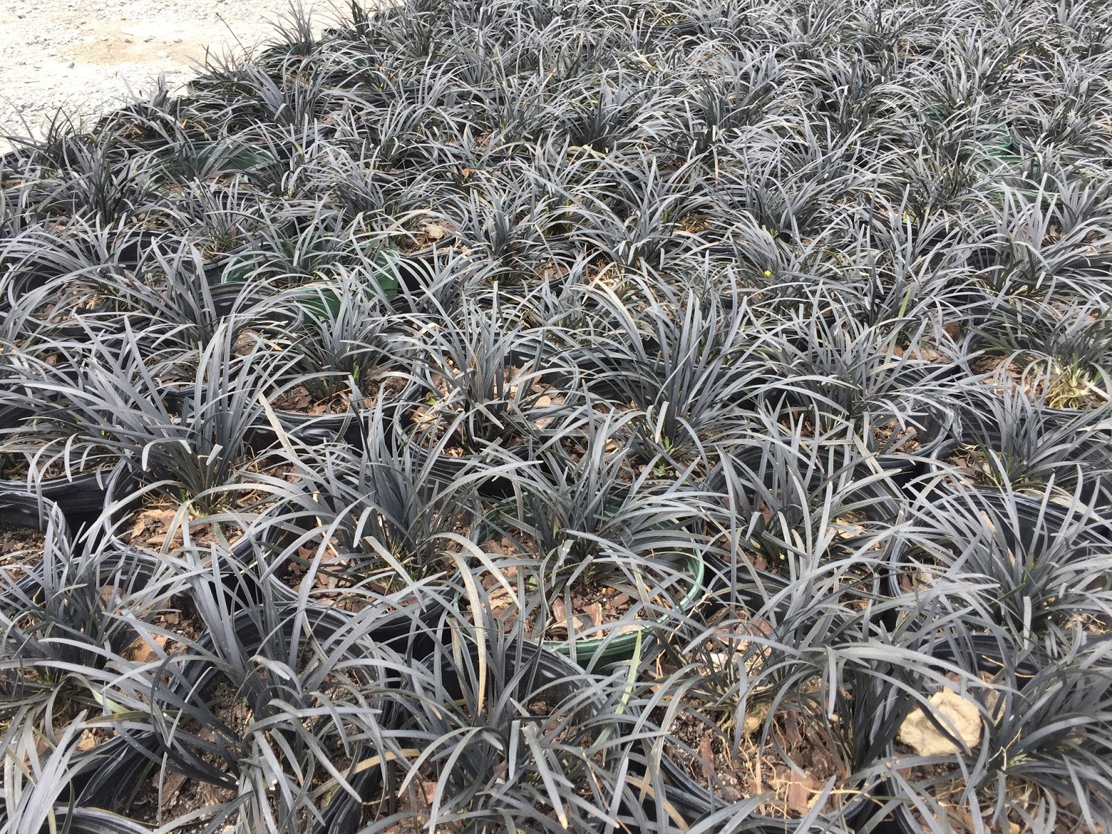 Black Mondo Grass | At Home with John Newman