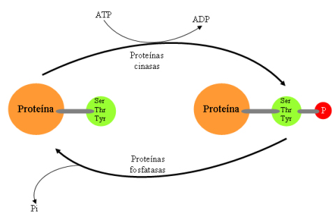 BIOLOGÍA 3º SECUNDARIA: Las proteínas como moléculas ejecutoras