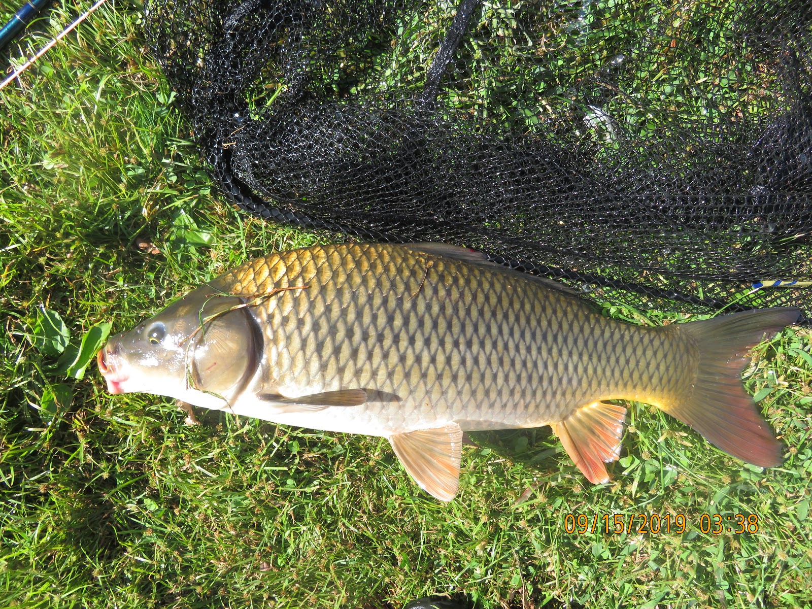 The Great Lakes of NYC: Carp