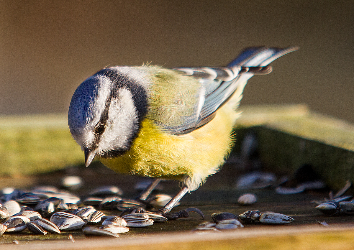 Fra Limfjordens bredder...: Musvitter i topform