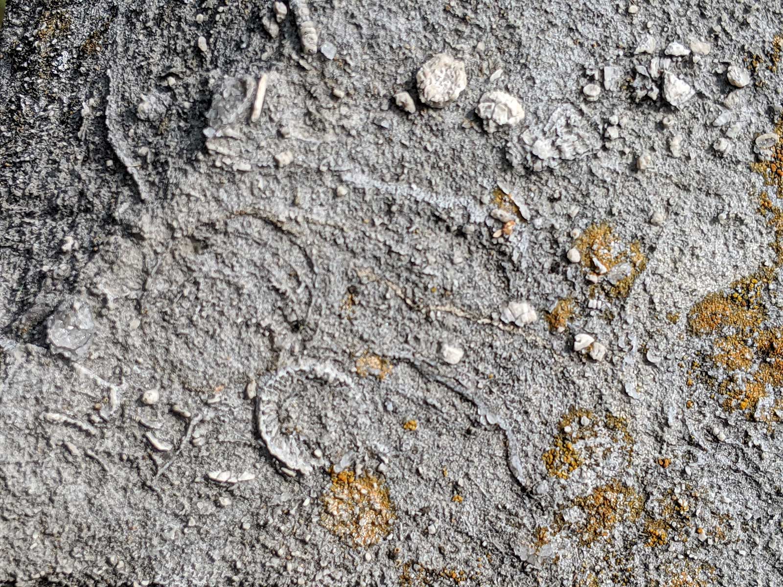 Louisville Fossils and Beyond: Fossils on the Family Grave Marker