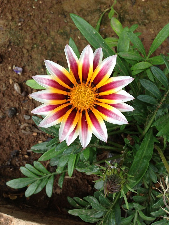 Garden Therapy: Beautiful Cool Flowers