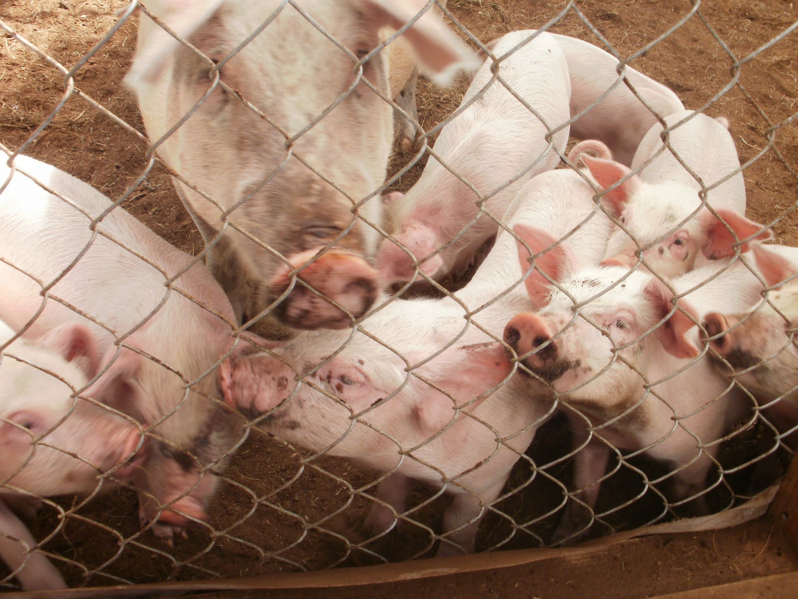 Hubbell's Hog Heaven: 2011