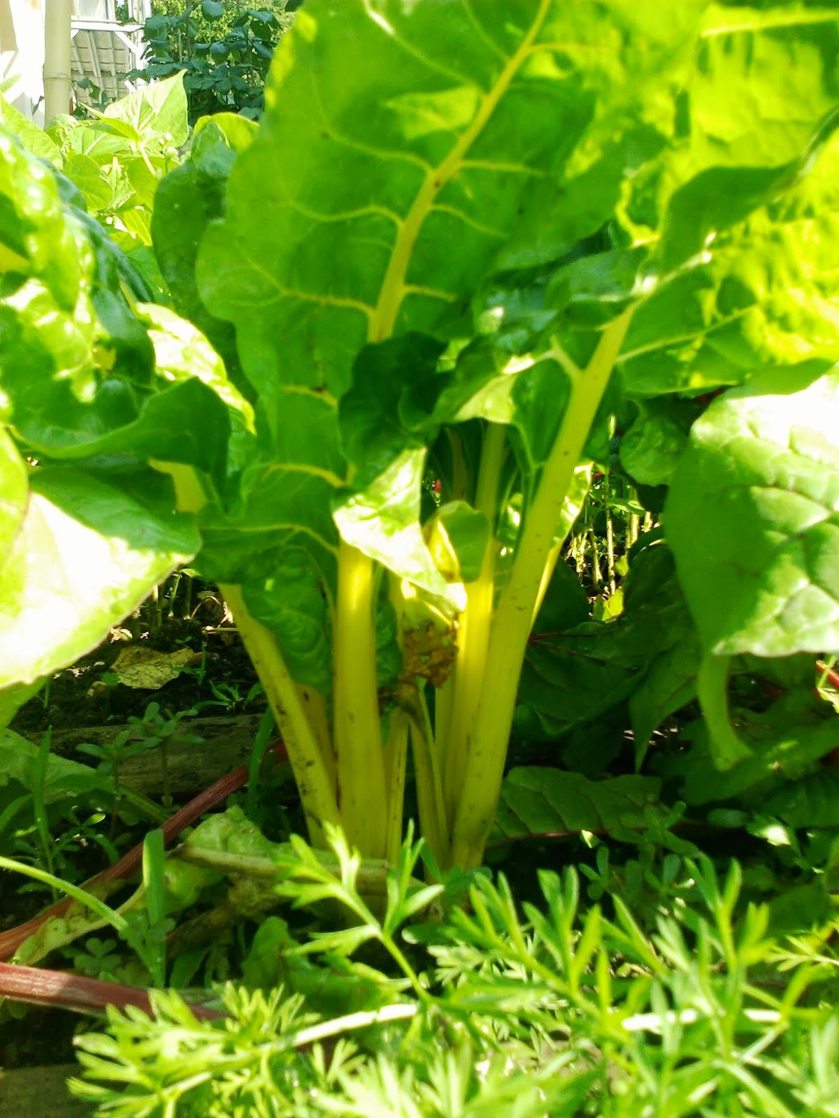 Orto in Cucina: CONGELARE LE BIETE DA COSTA