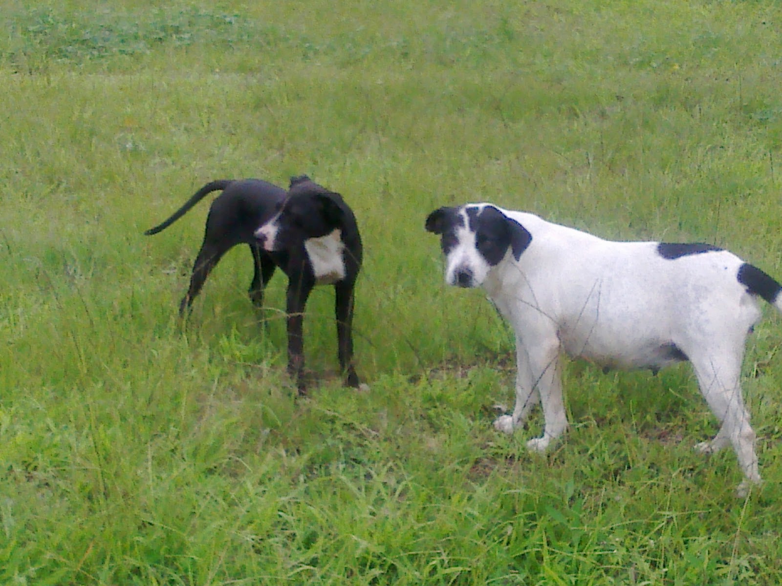 ZAGUATES Y MISINGOS: PERRITOS EN LINDA VISTA CARTAGO