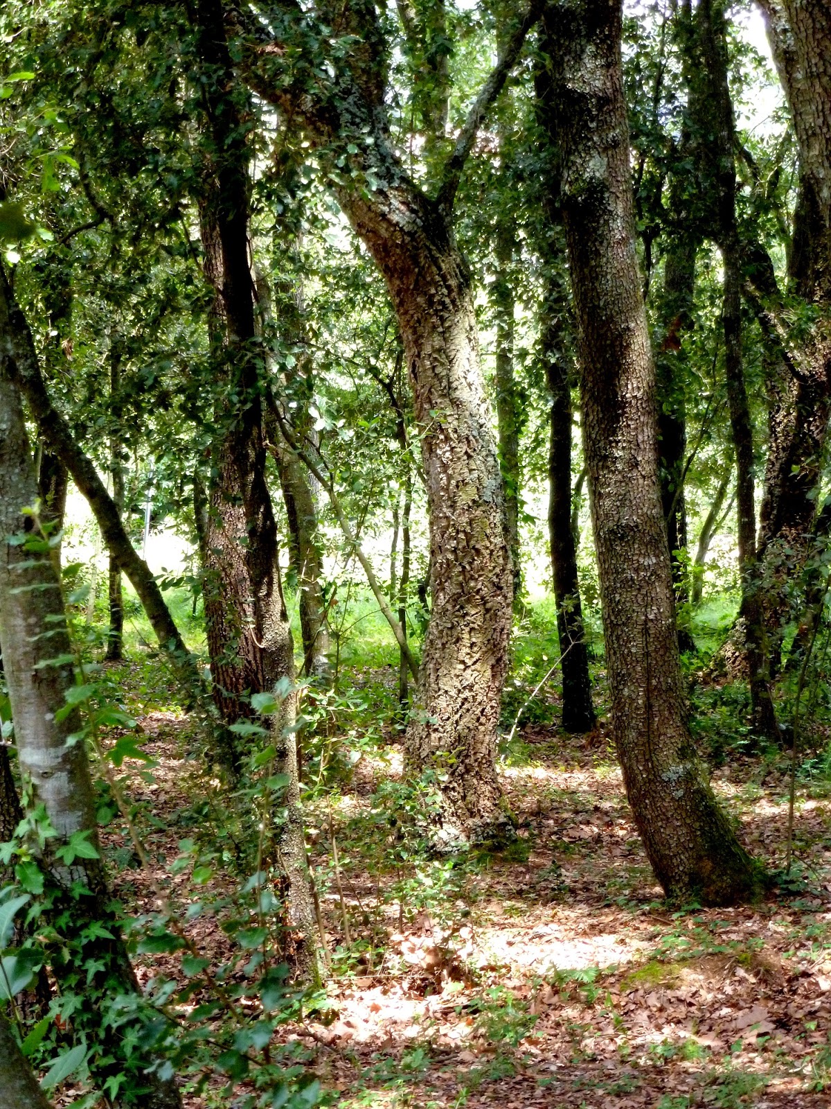 Árboles con alma: Alcornoque. Alzina surera (Quercus suber)