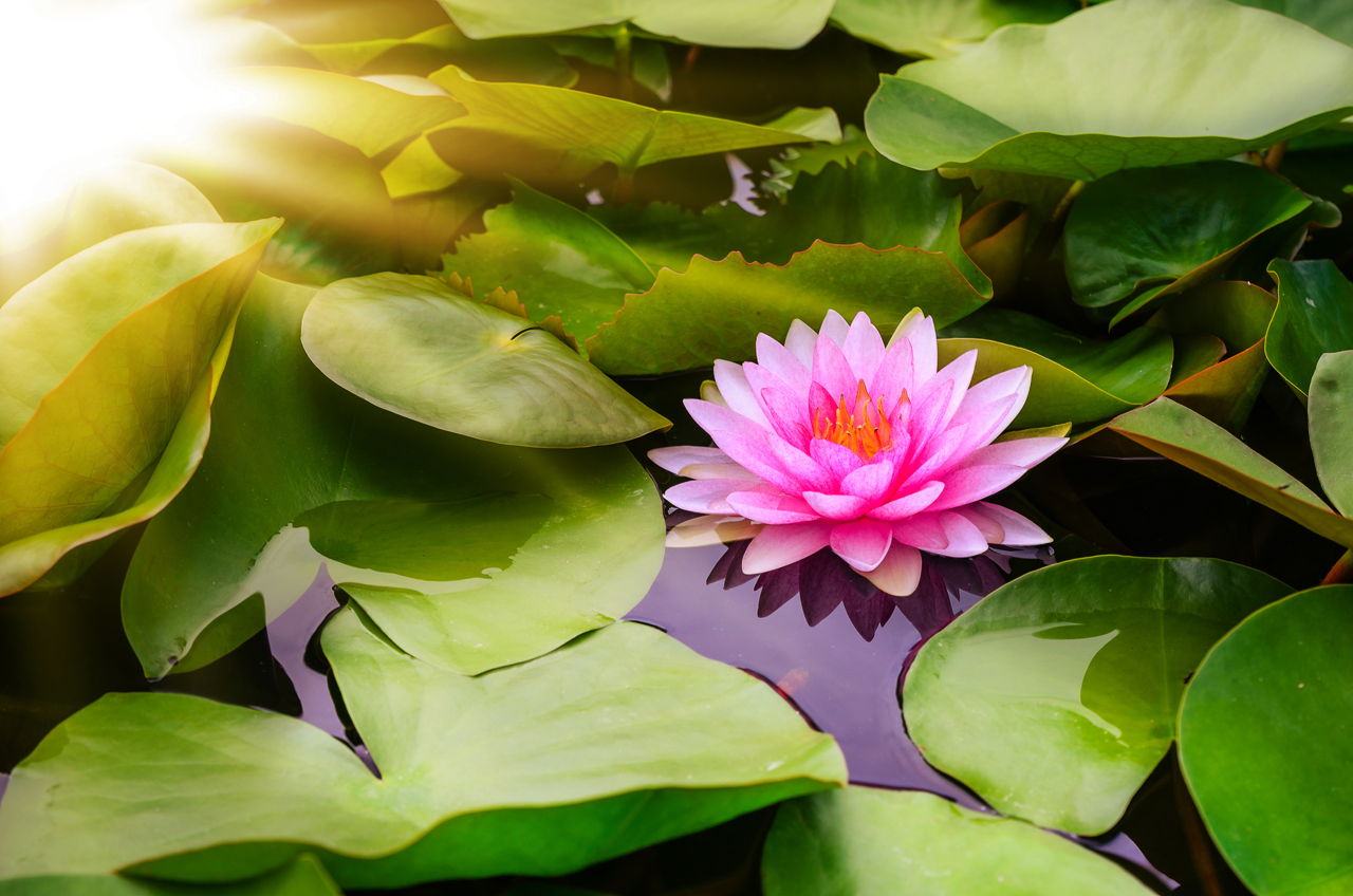 Lotus Is The National Flower Of India As National Identity Of Indian lotus-is-the-national-flower-of-india-as-national-identity-of-indian
