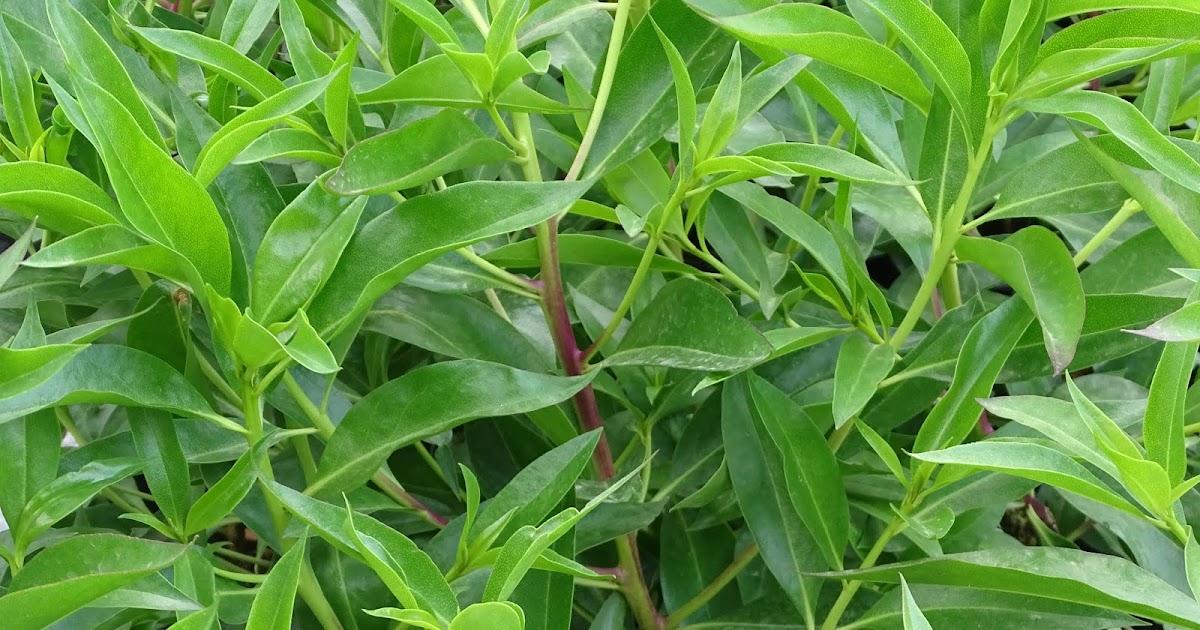 Myoporum laetum (Gandul)