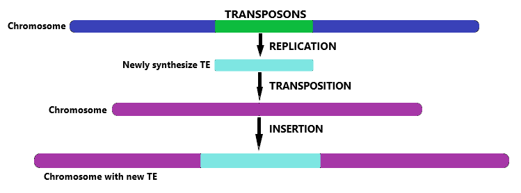 Transposable Element | an Over view and Classification of TE based on ...