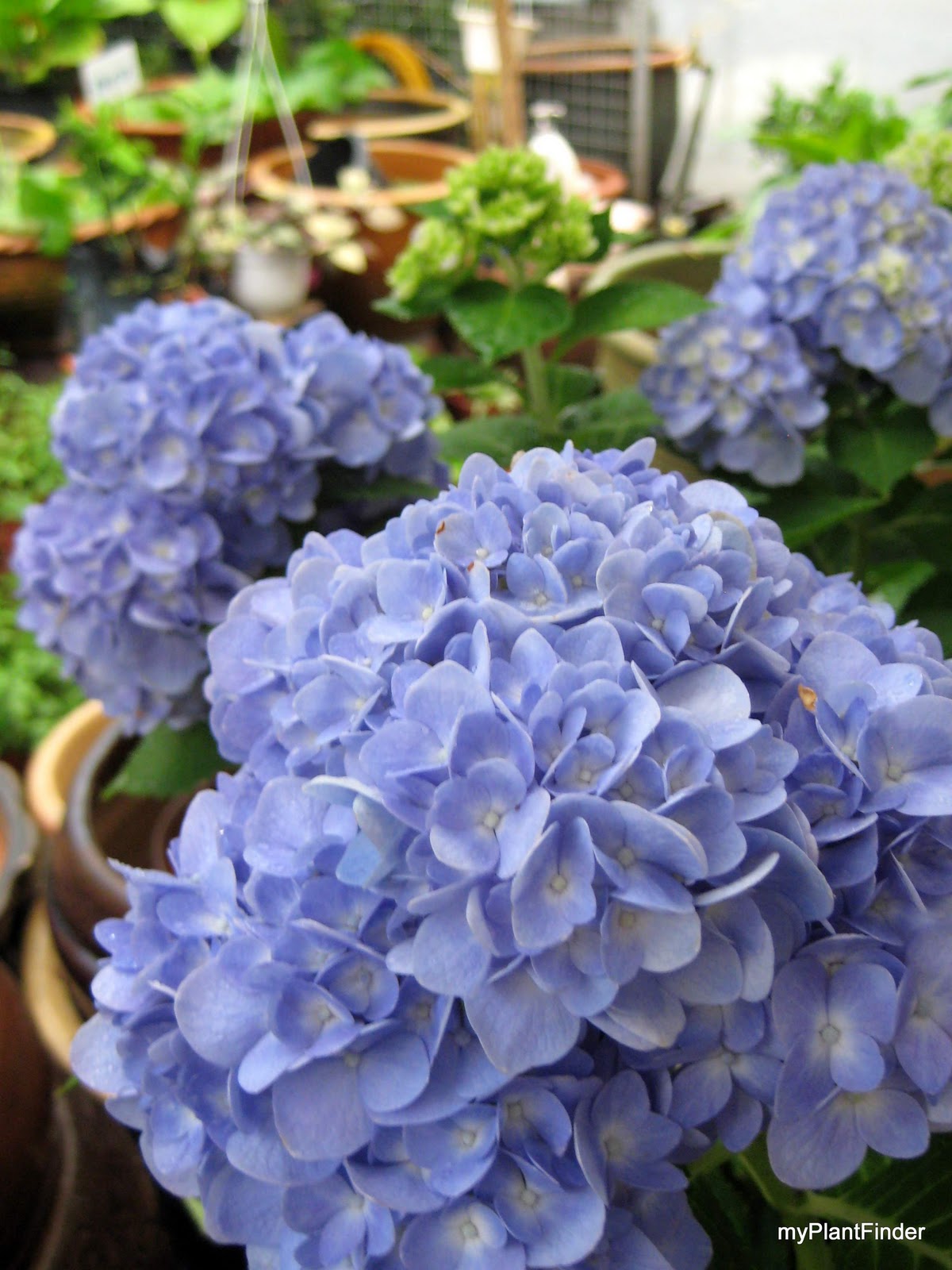 MY PLANT FINDER | Plant Guide: Hydrangea macrophylla