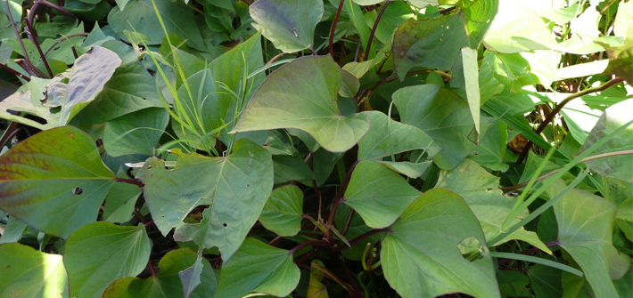 Unduh 8 Gambar Daun Ubi Jalar Paling Update - Gambar Farah