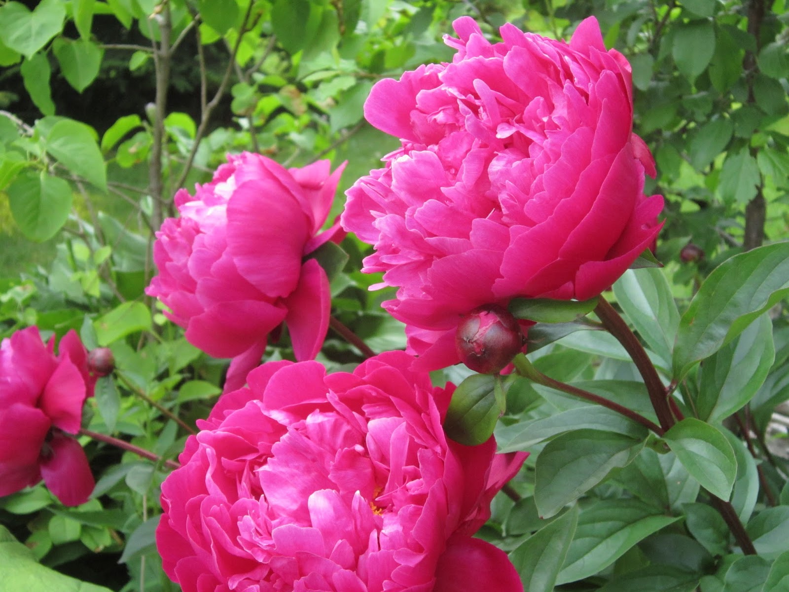 Thelma's Days: Pretty Peonies