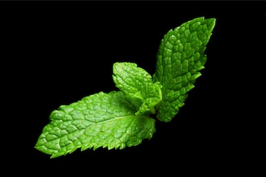 Christian's Blog: Food Bank Adventures: The Mint Rubbed Off on the Kale