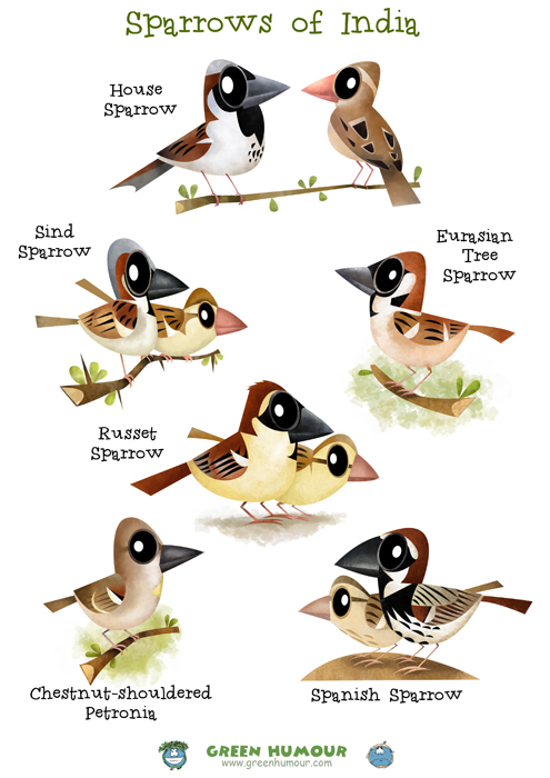 Green Humour: Sparrows of India- caricatures