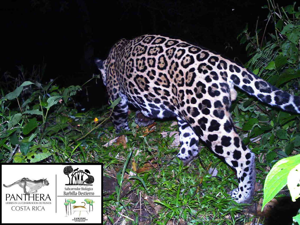 El jaguar en Costa Rica