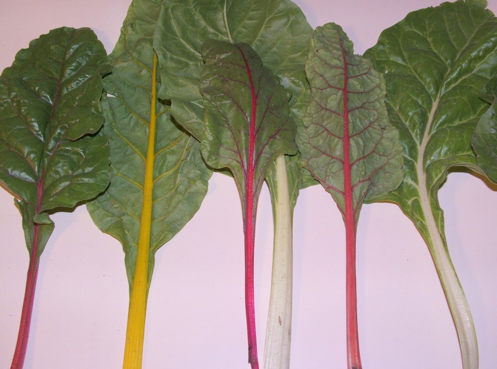 God's Growing Garden: Rainbow Swiss Chard