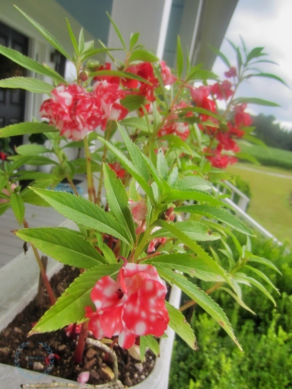 Hibiscus House: Peppermint Sticks Balsam