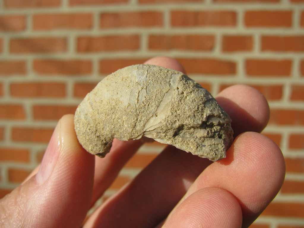 Views of the Mahantango: Pycnodonte newberryi from Utah