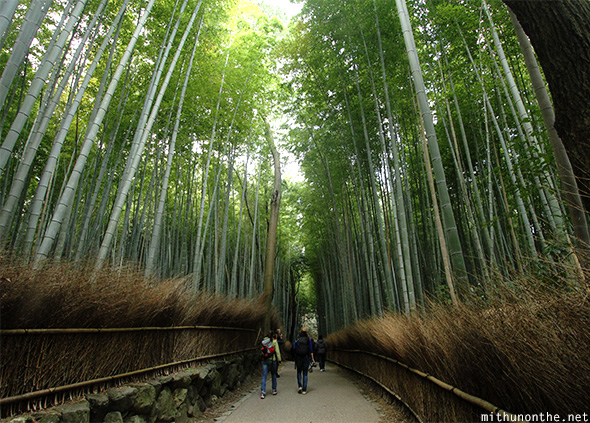 MONSOON HOLIDAYS: Mysore, Coorg, Chickmagalur