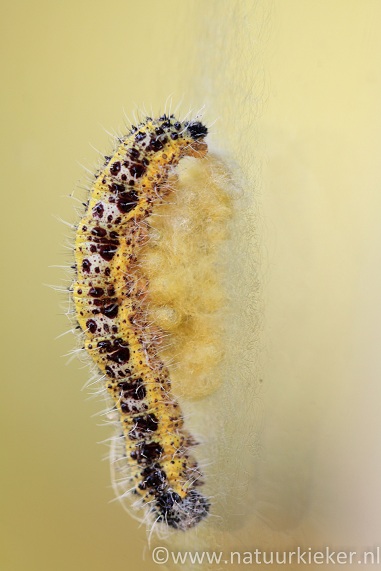 Rups krijgt jongen...?!