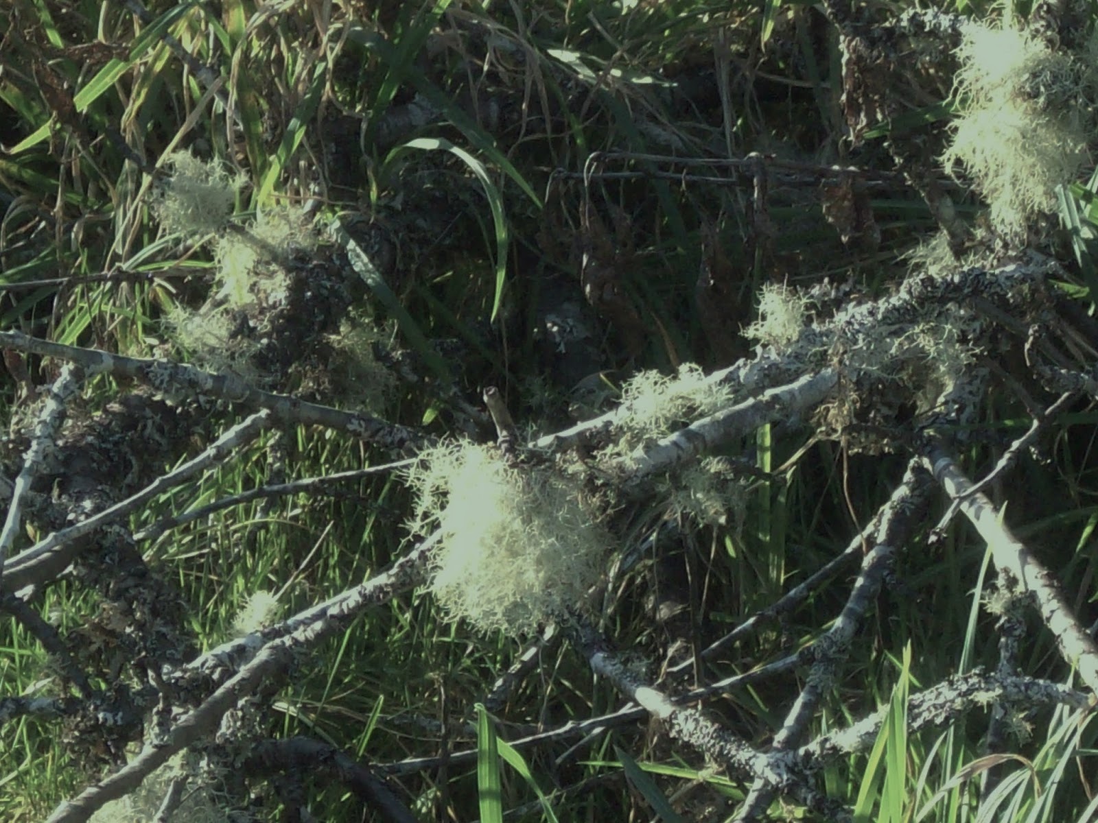 An Impartation of Color: Lichen - Usnea