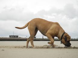 ZAGUATES Y MISINGOS: TEMAS ANTERIORES