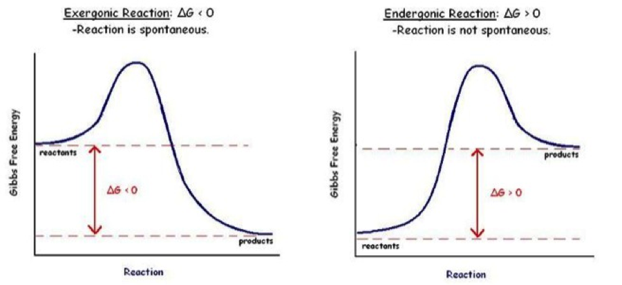 Chemical Equilibrium